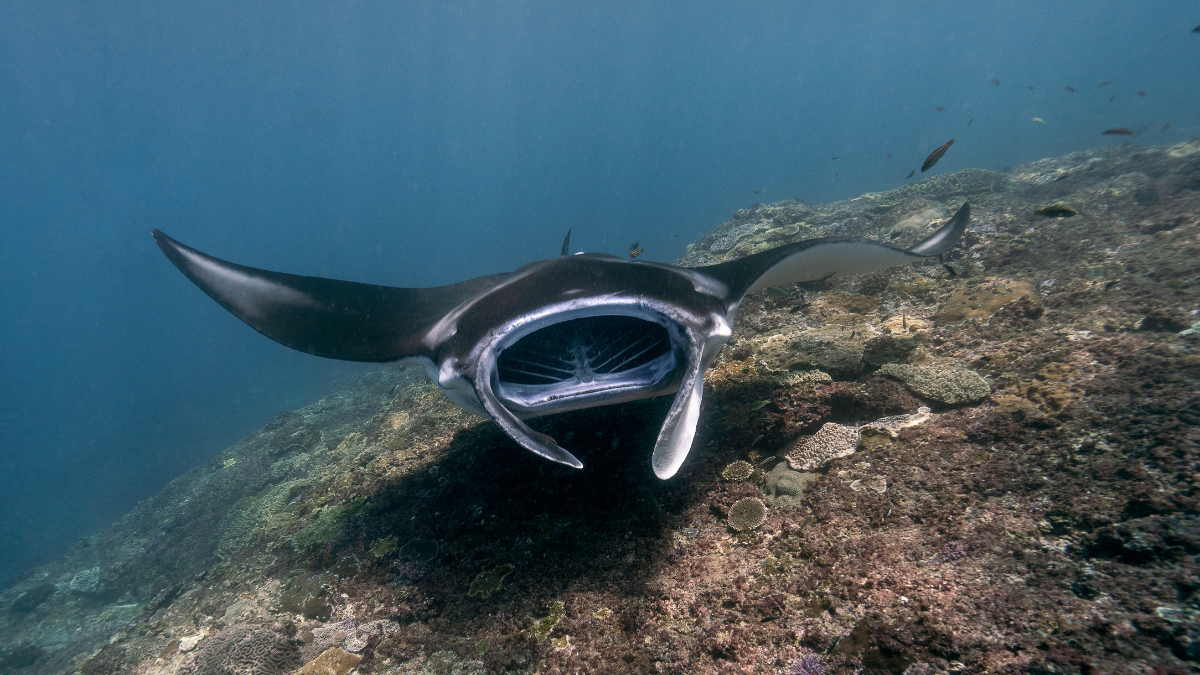 Maldives Dive Packages | South Ari Atoll Diving Tours | Dive Shop Maldives