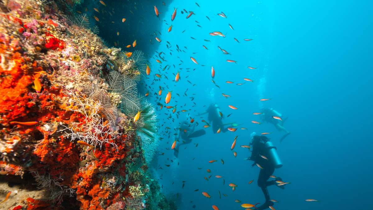 Maldives Dive Packages | South Ari Atoll Diving Tours | Dive Shop Maldives